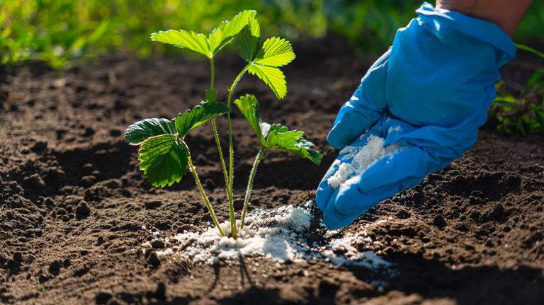 Soil Conditioner Vs Fertilizer: What's The Difference?