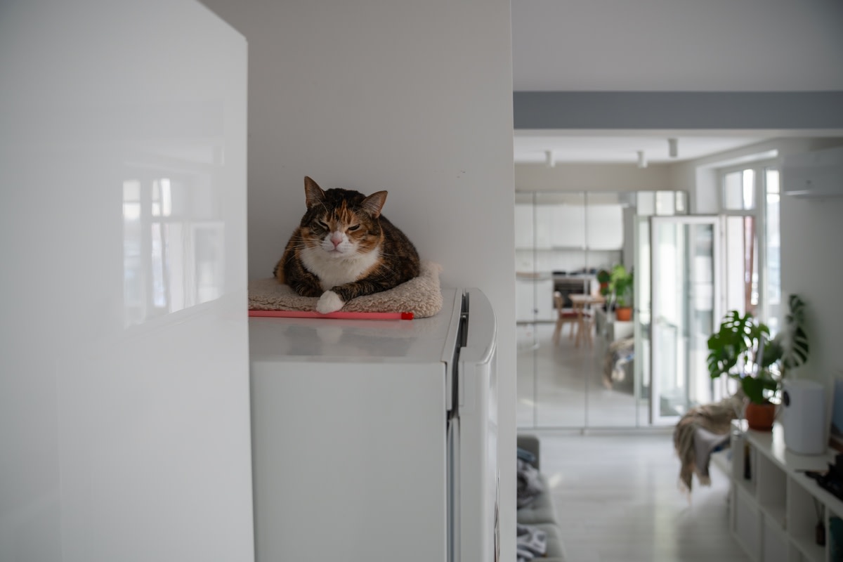 Cat Sitting Pretty on Top of Fridge Channels Anti-Social Introverts ...