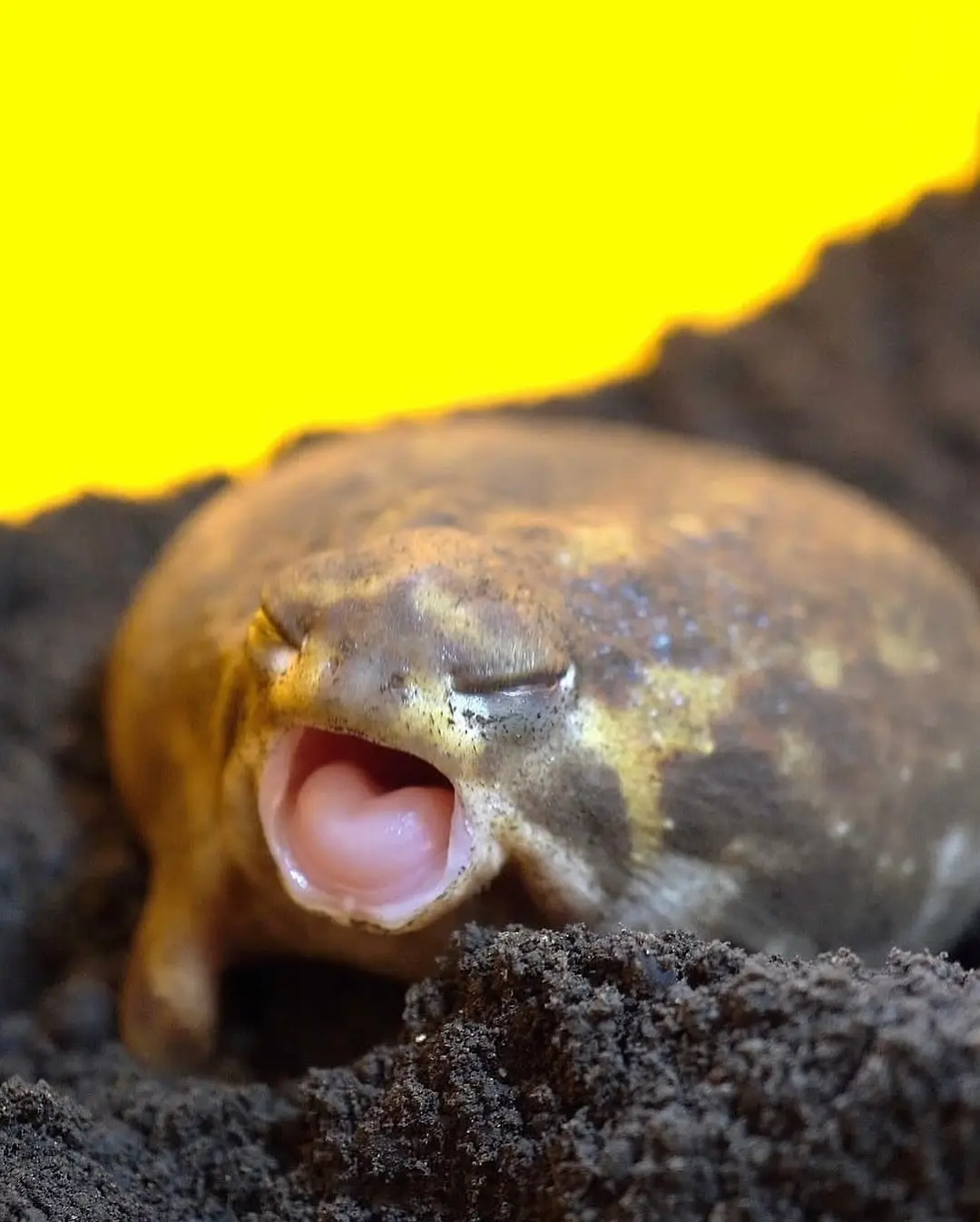 Sapo do deserto encanta internautas por aparência inusitada; confira