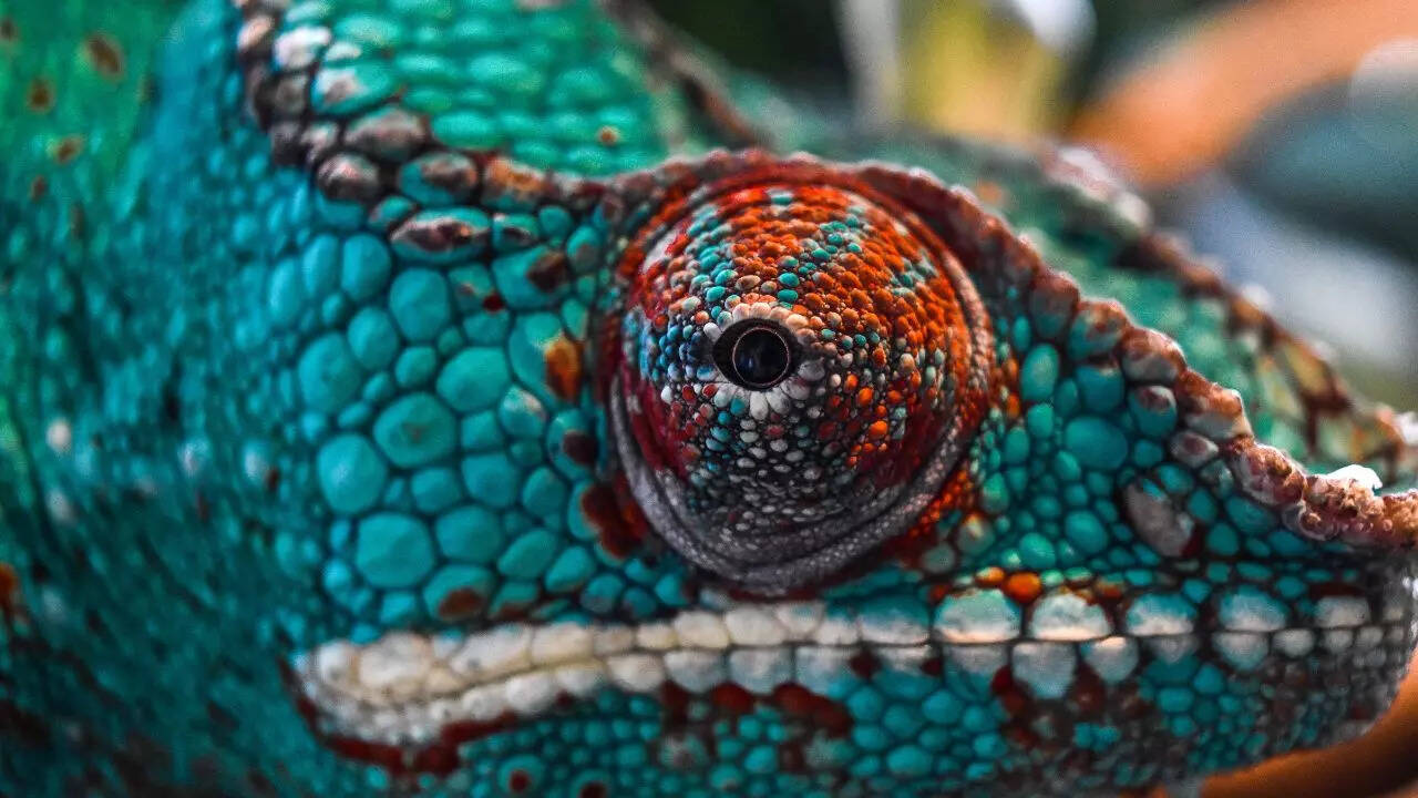 6 of the world’s most colourful and clever creatures