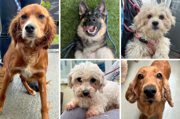 Five dogs looking for their forever home from Many Tears Rescue