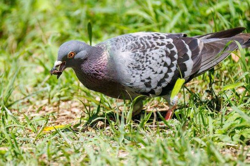 'Scary' household item deters pigeons from gardens without harming them
