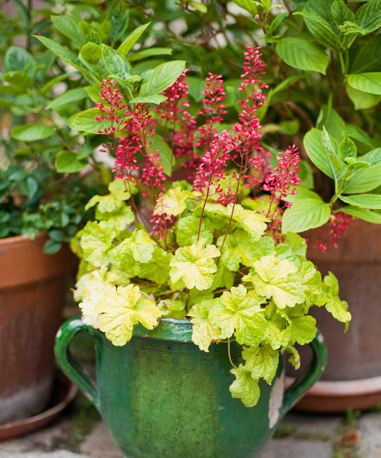 The heat-tolerant container combinations garden designers always plant ...