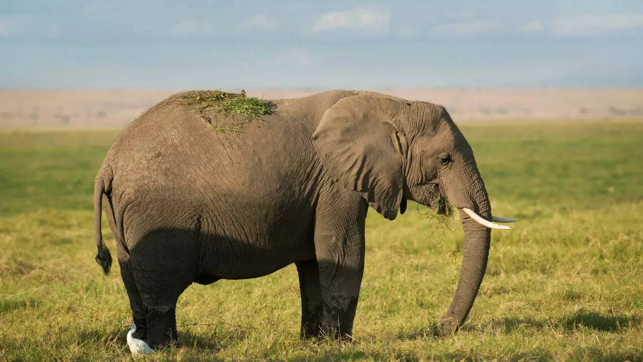 8 types of elephants found around the world and what makes them unique