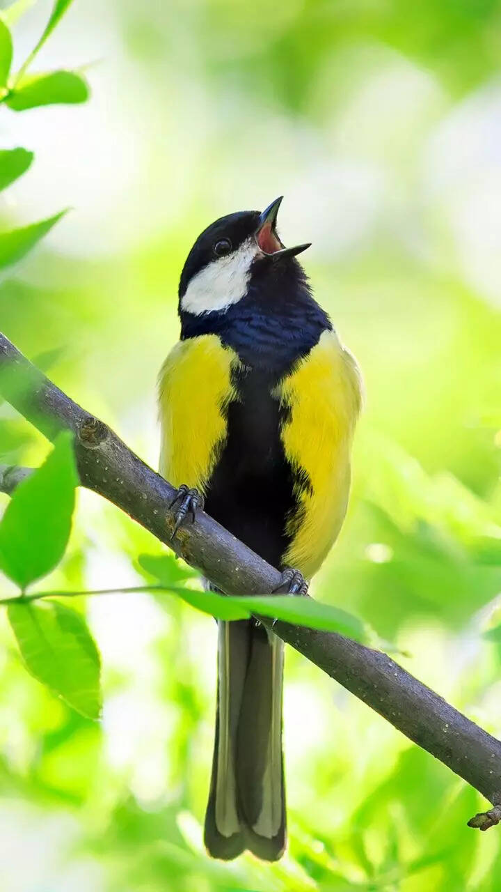 10 sweetest singing Indian birds!