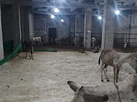 Pakistan: Donkey meat back on sale as authorities bust illegal ...