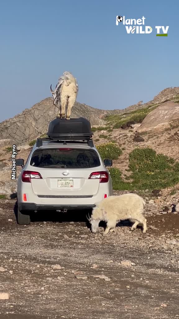 Goats Turn Car Roof Into Their Playground