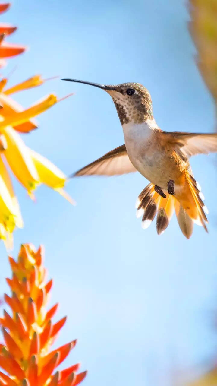 10 sweetest singing Indian birds!