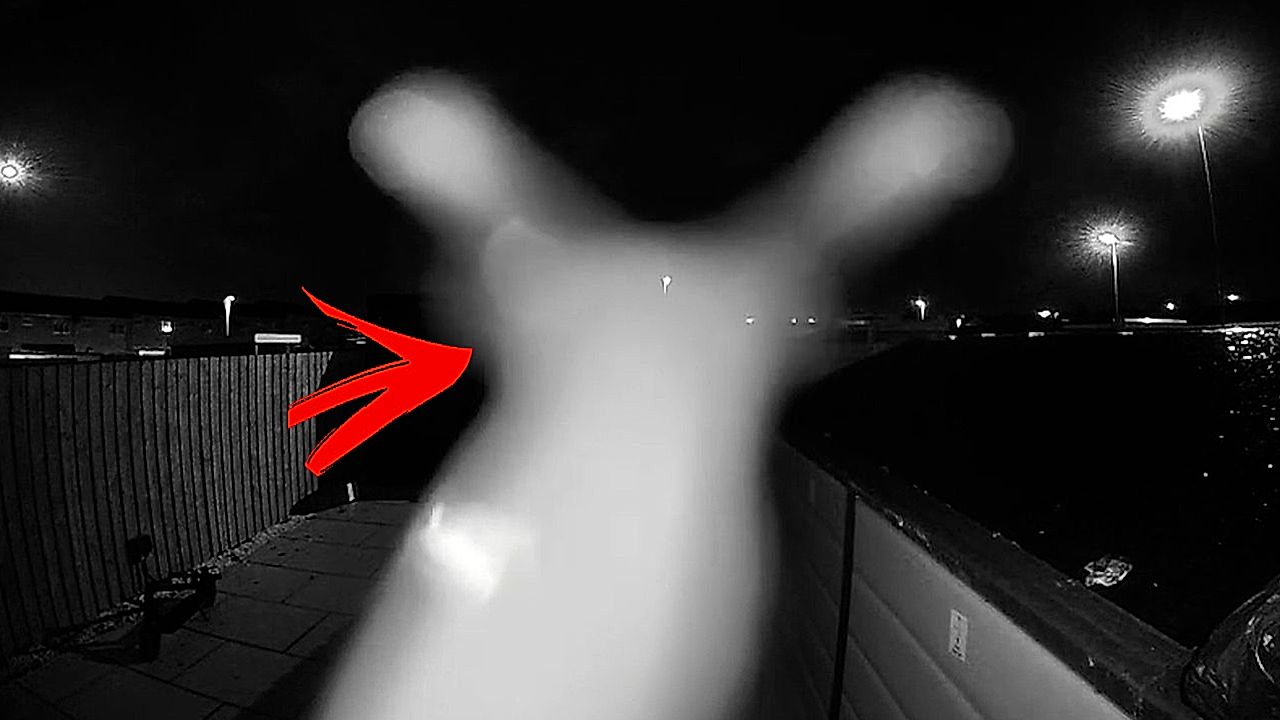 Slug sets off ring camera – wakes woman in middle of the night