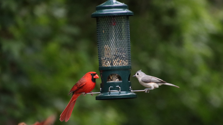 Waking Up To An Empty Bird Feeder? An Unexpected Pest May Be To Blame