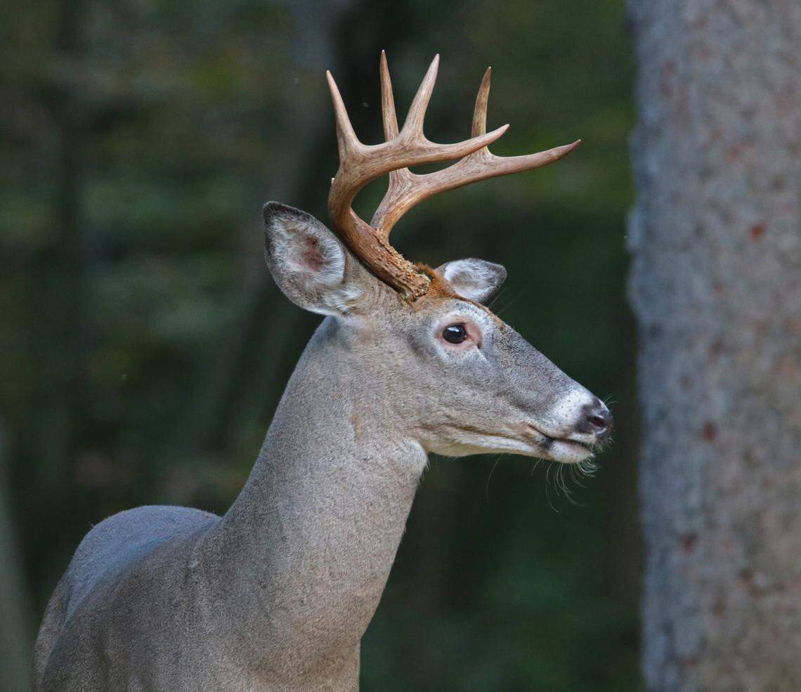PA leads nation in animal collision claims. Here's Centre County's deer ...