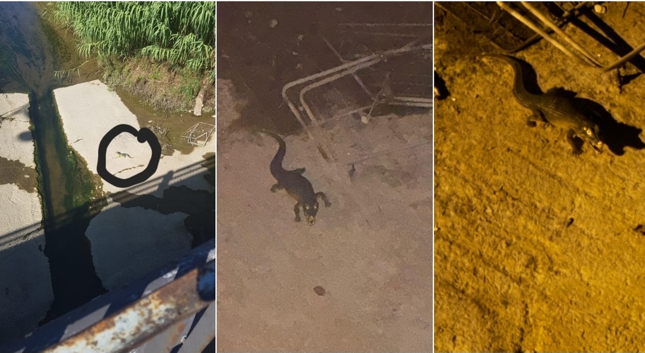 Coccodrillo in fuga a Ladispoli, caccia al rettile segnalato vicino a ...