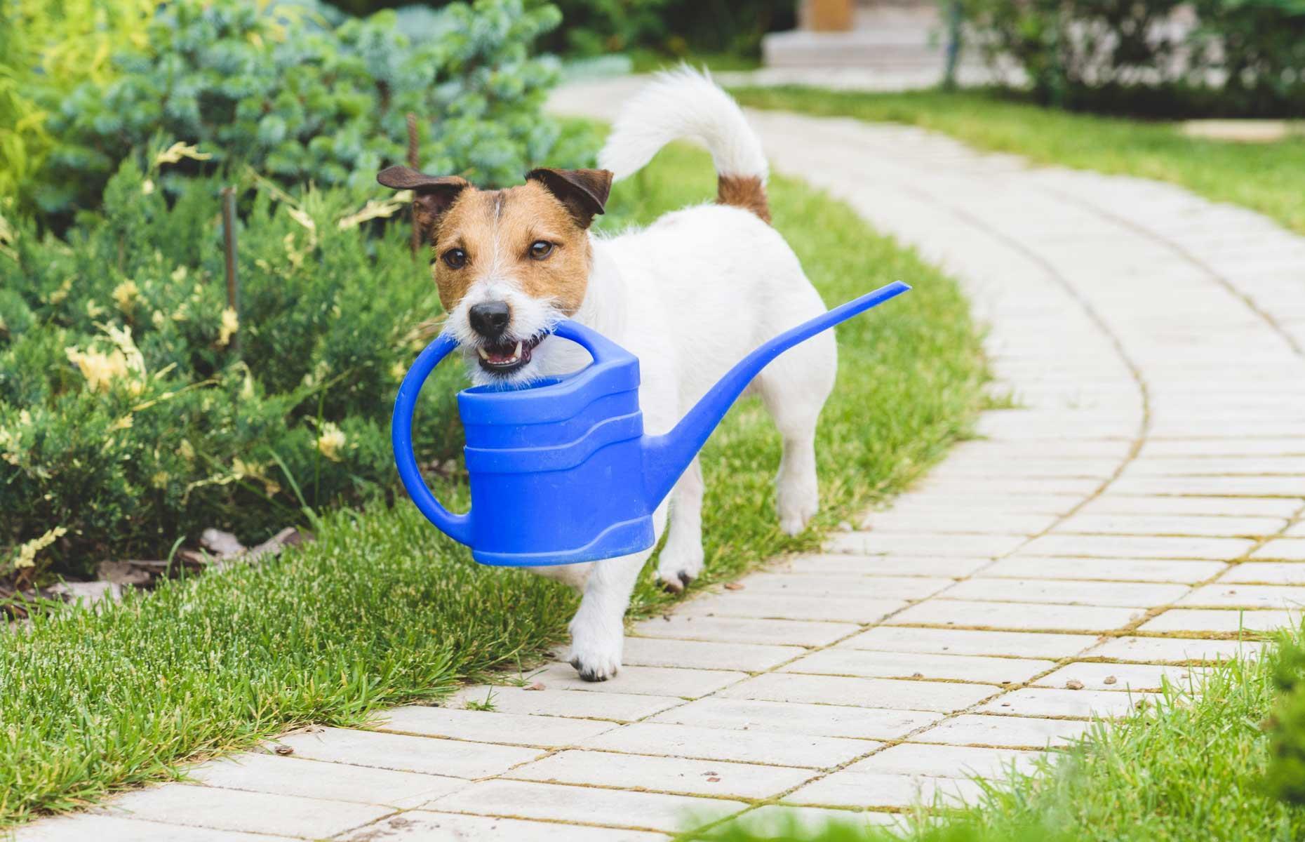 32 gardening mistakes that will cost you time and money