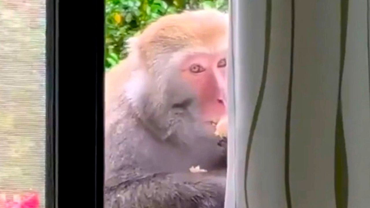 Polite thievery! Monkey steals egg – then does something bizarre