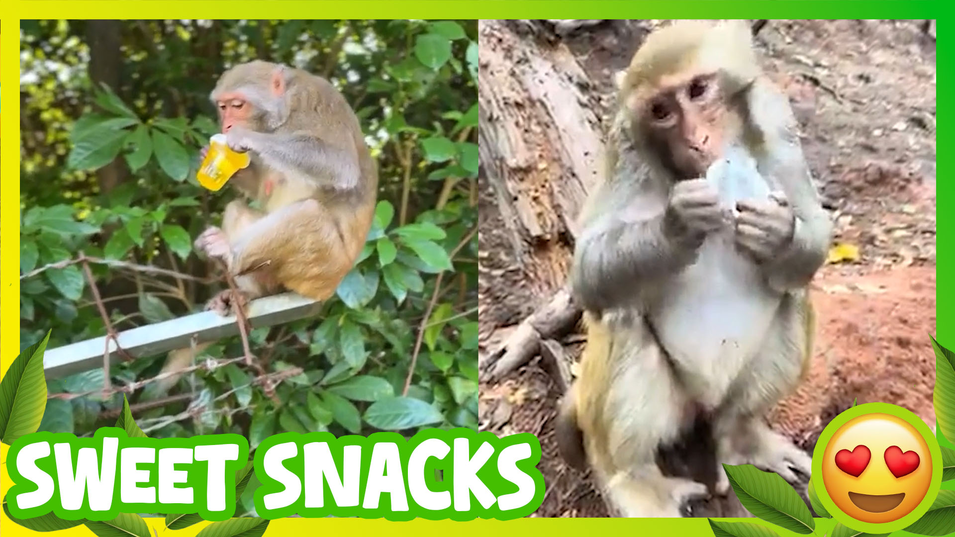 Monkey Enjoys a Sweet Snack