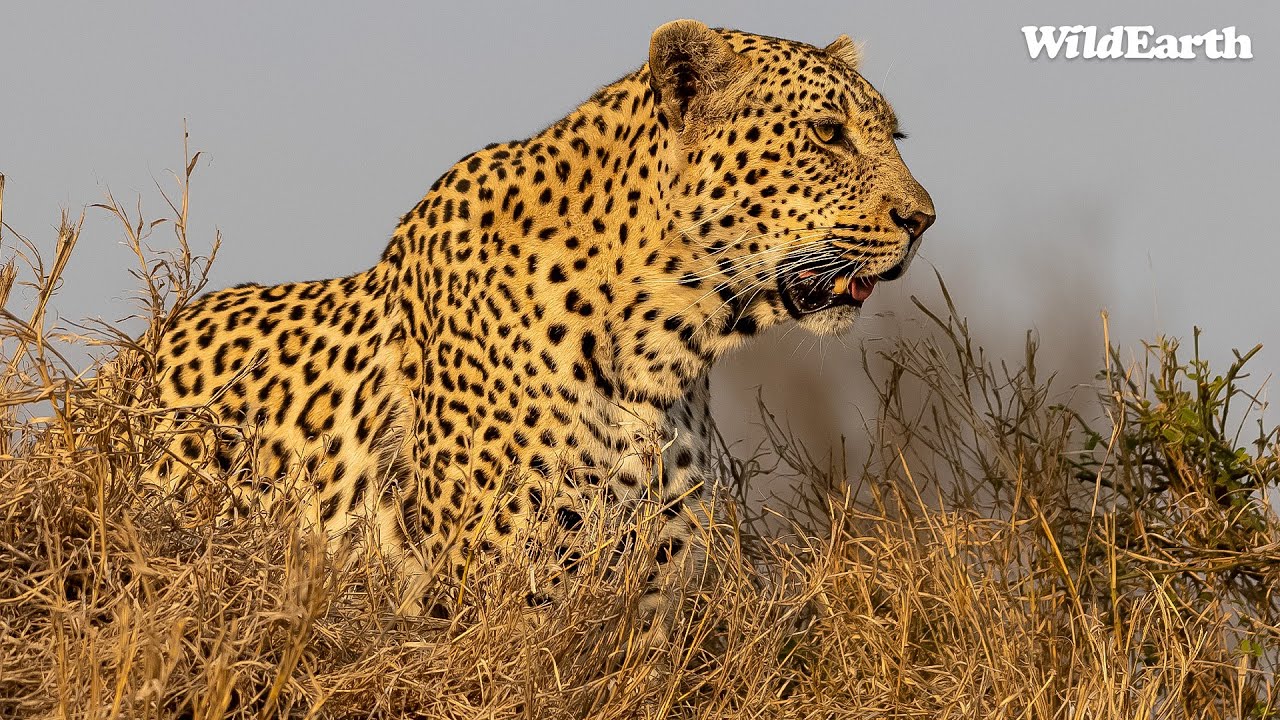 Maribye is back: Clown prince leopard returns
