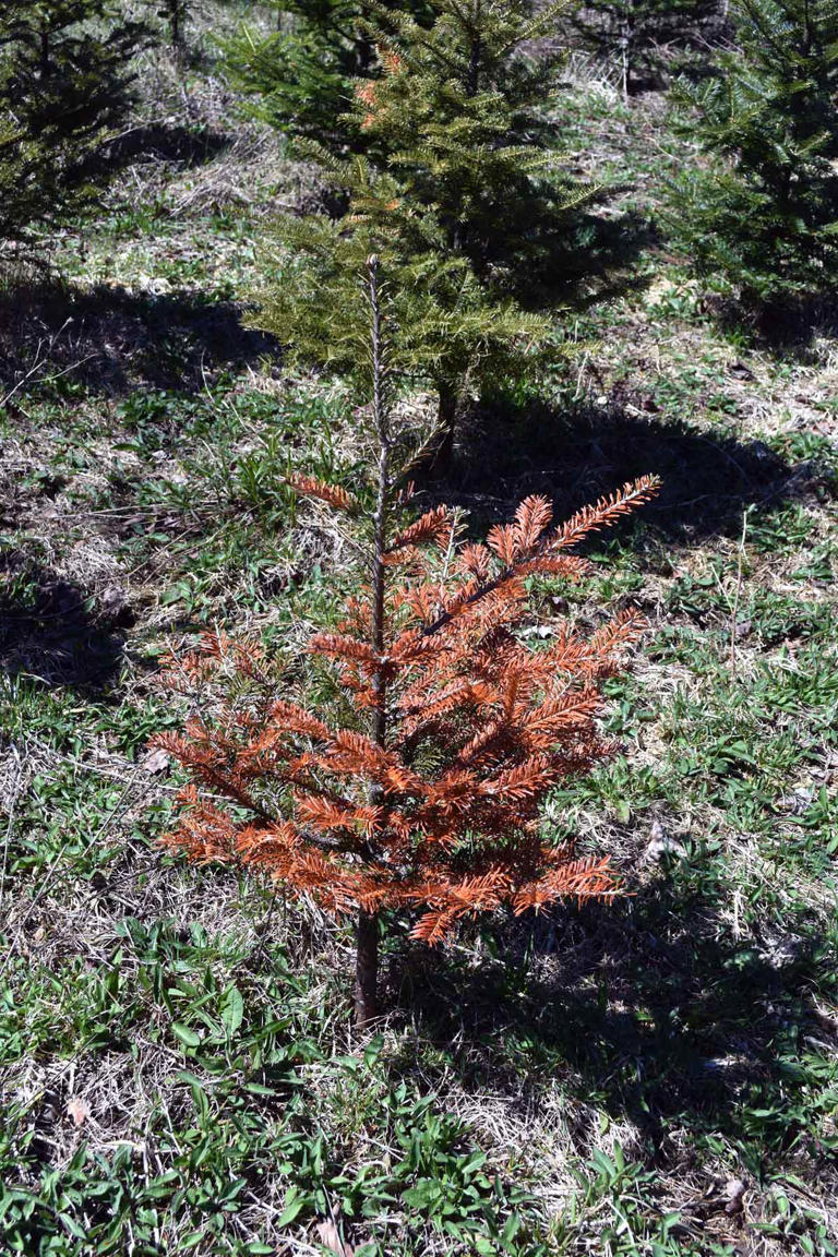 Christmas tree growers keep watchful eye on spread of dangerous mould
