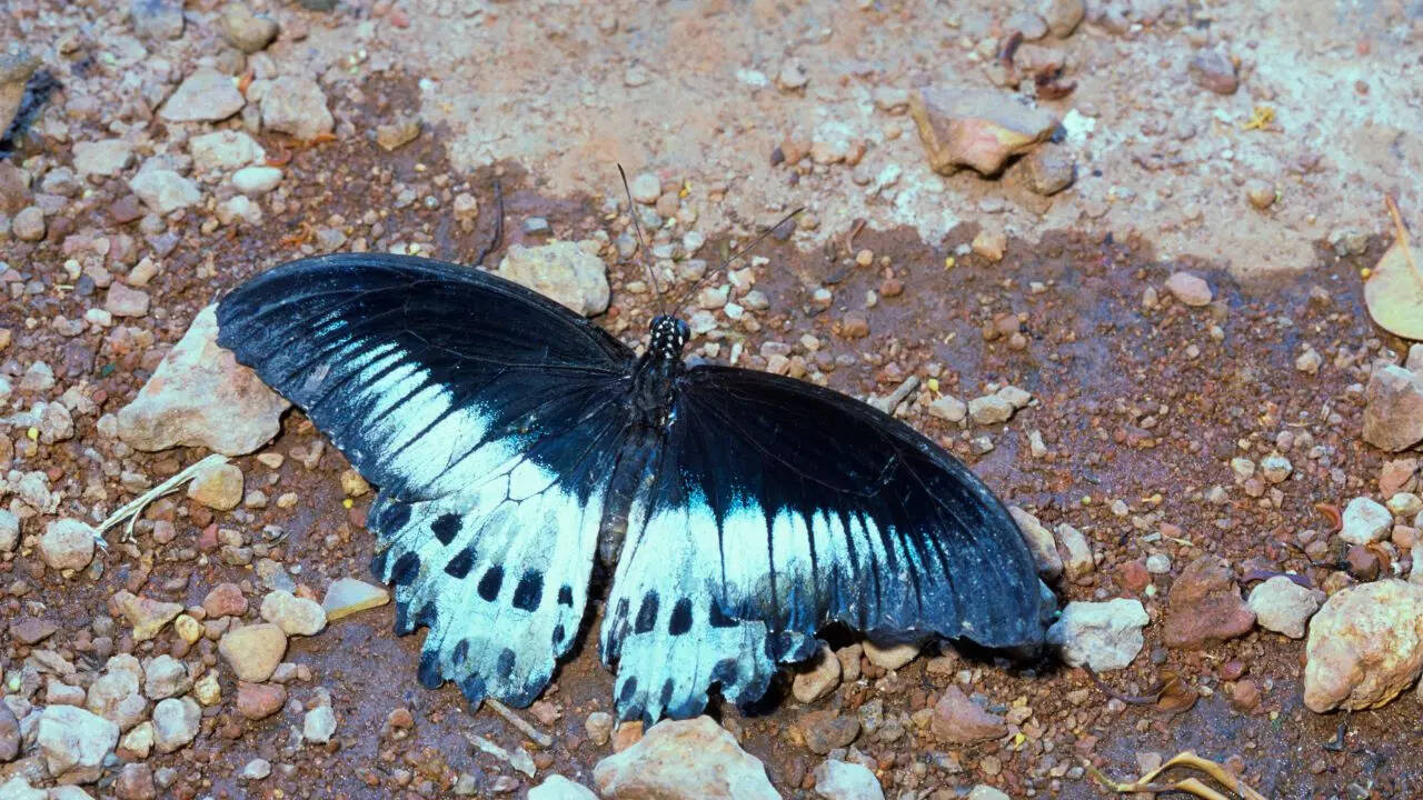 9 breathtaking butterfly species of India and where they are found