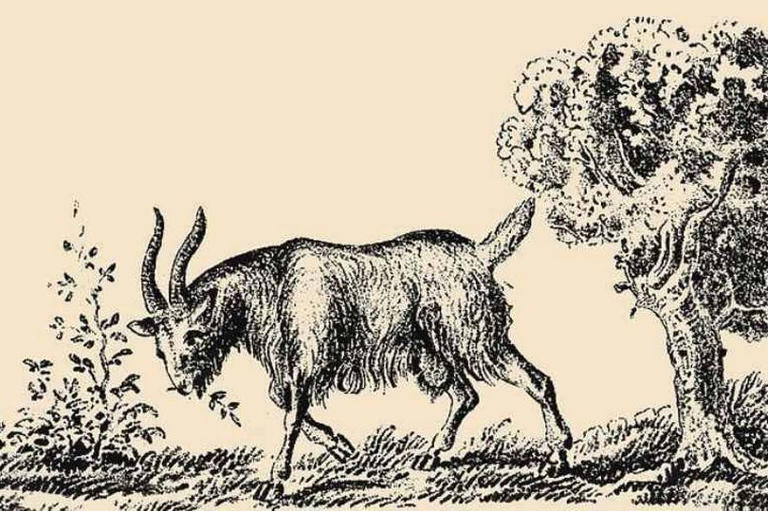 Brainteaser challenges you to find goat's owner hiding in plain sight ...