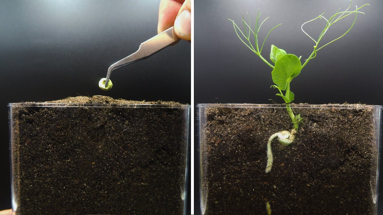 Pea Plant Transformation