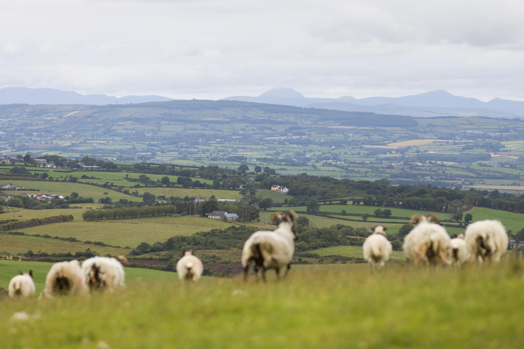 Sheep scab awareness
