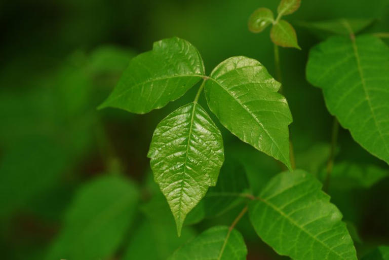 Think you’re not allergic to poison ivy? Don’t be so sure