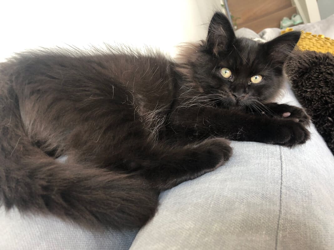 15 Mysterious Places Your Cat Disappears To