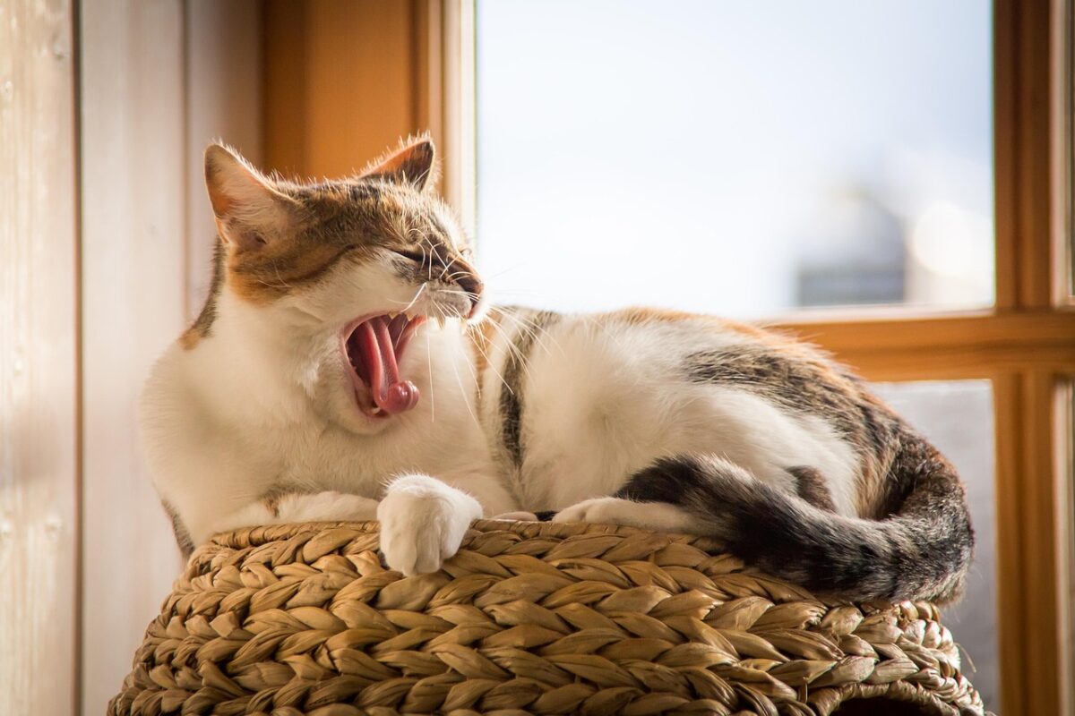 15 Mysterious Places Your Cat Disappears To