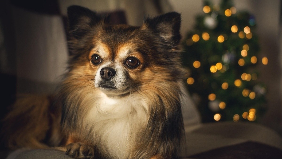10 things dogs love that almost no owners do often