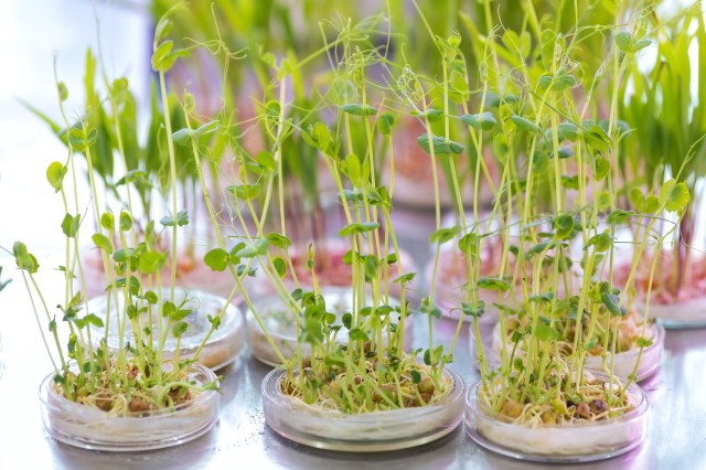 Scientists achieve breakthrough that could have major impact on food ...