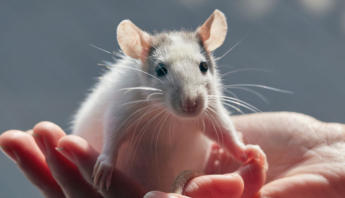Can a Mouse be a Pet? What You Need to Know Before Bringing One Home