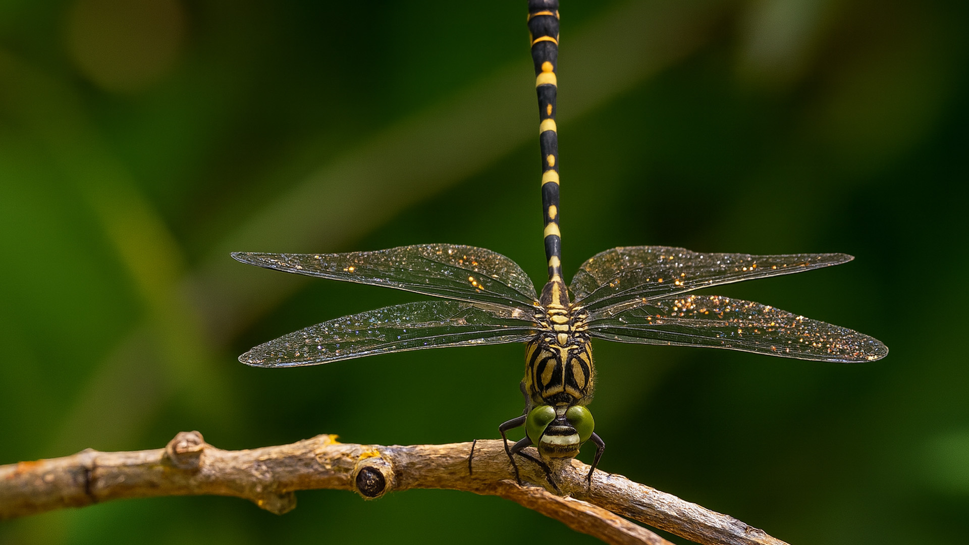 European Clubtail Dragonfly