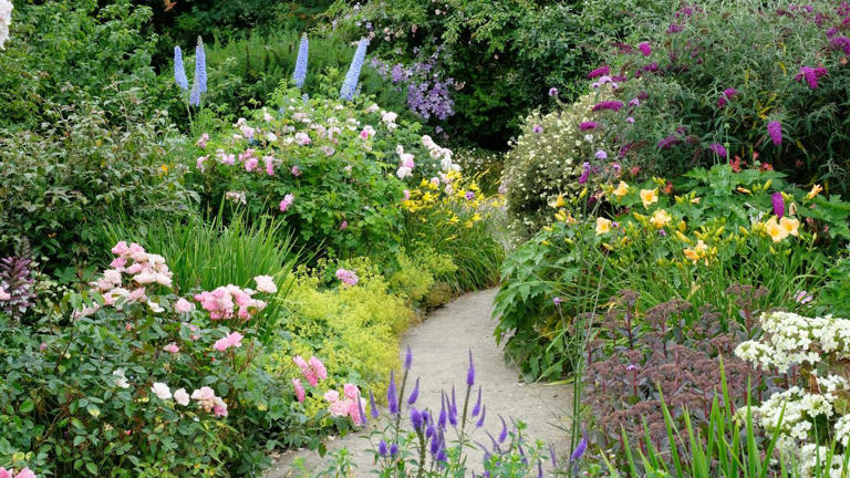 Perennials to cut back in June – for a second flush of flowers that ...