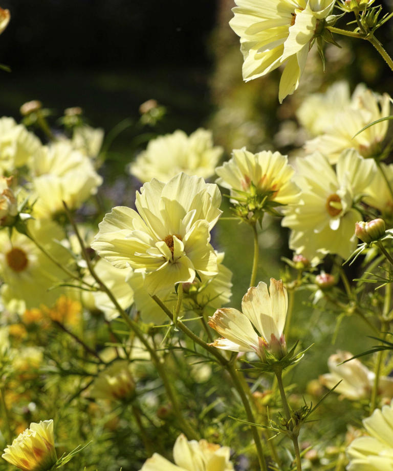 Butter yellow is trending – and these 7 stunning yellow garden flowers ...