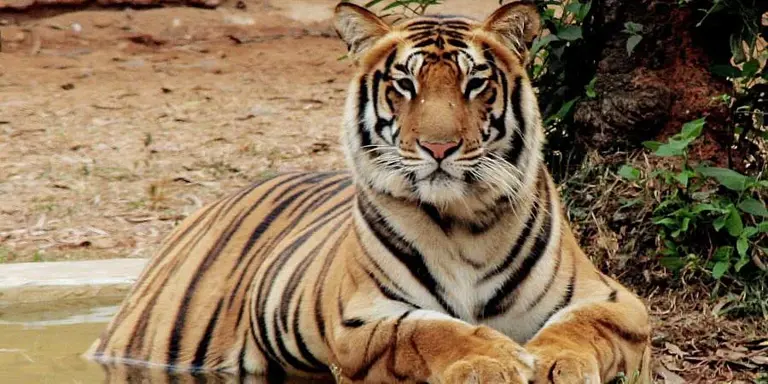 Tiger attacks zoo staff in Thiruvananthapuram; supervisor injured