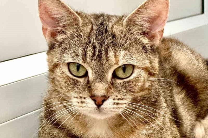 10 cute cats up for adoption at RSPCA Leeds including kitten sadly ...