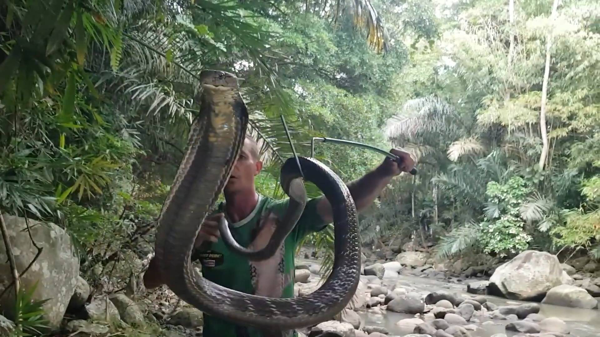 The world's biggest venomous snake