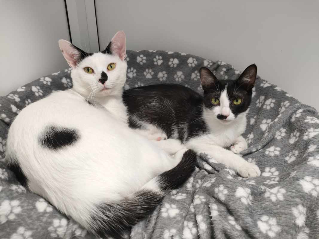 Four fantastic cats up for adoption at RSPCA Leeds including ...