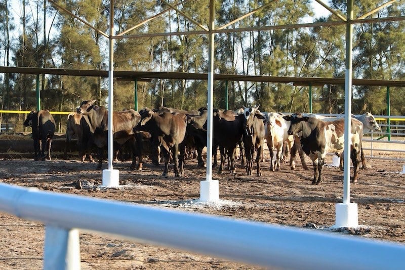 Political tensions stall parliamentary probe into Morocco’s livestock ...