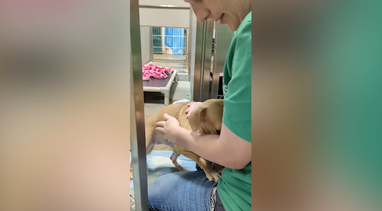 Tears As Rescued Chihuahua About To Be Left In Crate Leaps For Worker’s Arm