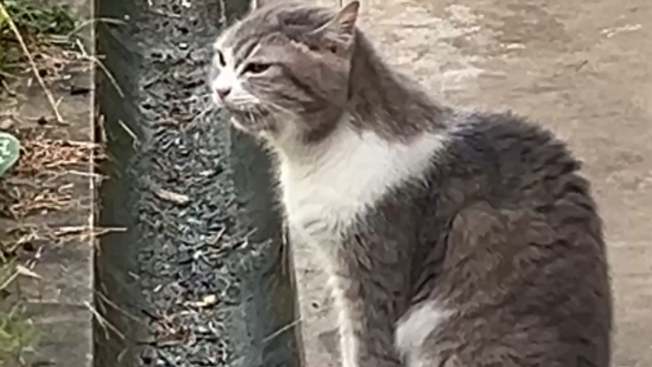 Cat has internet divided with funny yet slightly concerning behavior ...