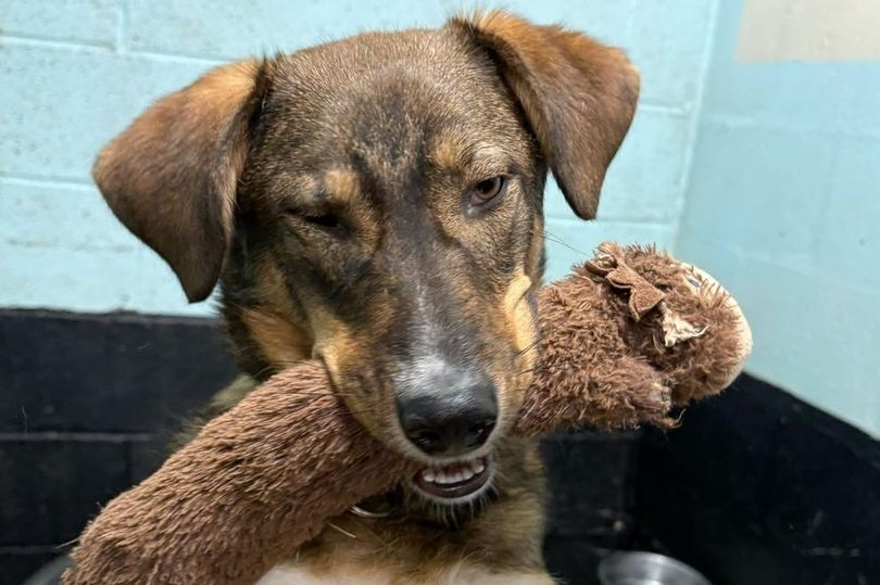 Rescue dog saved from Romanian kill shelter seeks forever home