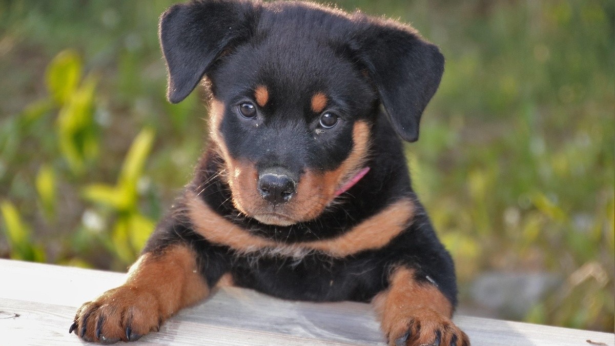 Why adopt a stray dog? 10 reasons that will melt your heart