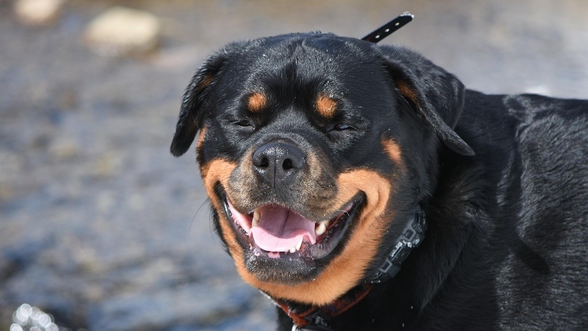 Why adopt a stray dog? 10 reasons that will melt your heart