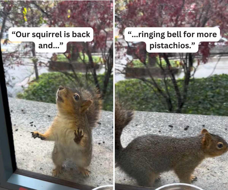 Microbiologists Train Squirrel to Ring a Bell Each Time He Wants a Snack — and It Went as Expected
