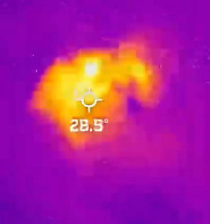 Florida deploys furry robot rabbits to fight invasive Burmese python ...