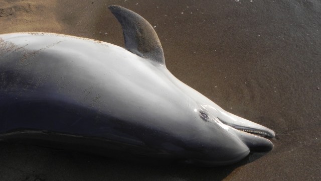 Officials make grim discovery after examining body of dolphin found on ...