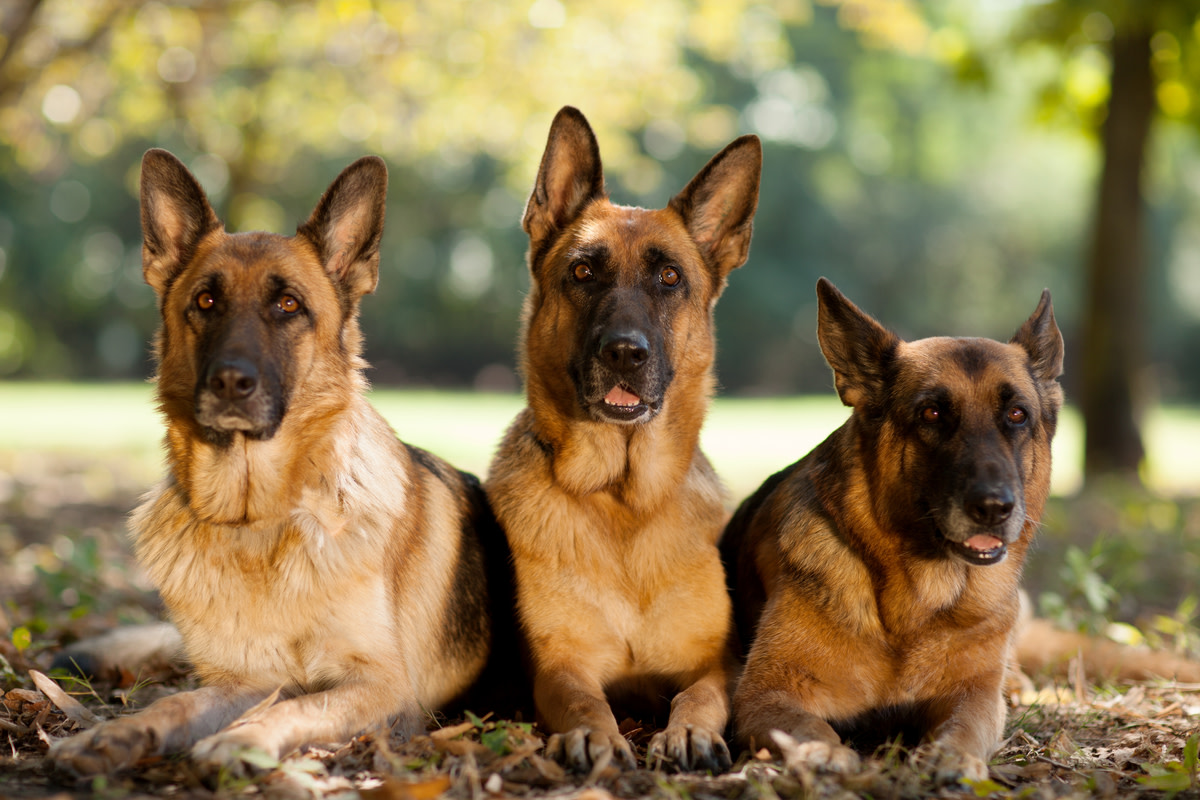 German Shepherds Who Only Answer To Hilarious Magic Word Are Every Cop ...