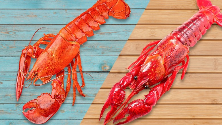 The Difference Between Lobster And Crawfish