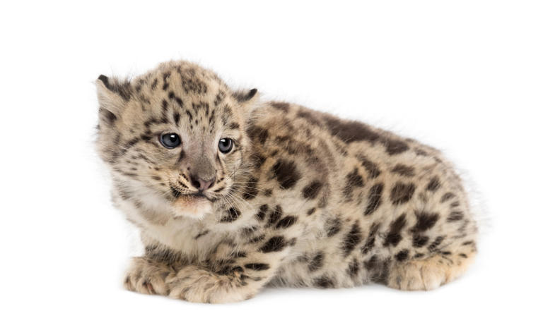 First-Ever Baby Snow Leopard Cub Debuts at Chester Zoo and Everyone's ...